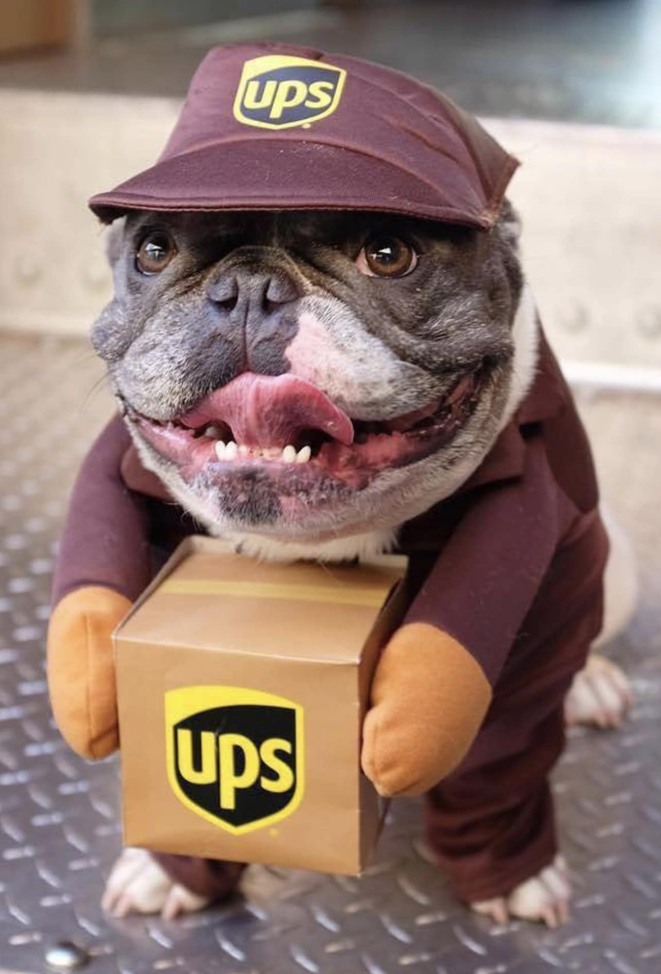 Aspen Aerogels Presents: Downtown Paw Walk - Visit Statesboro